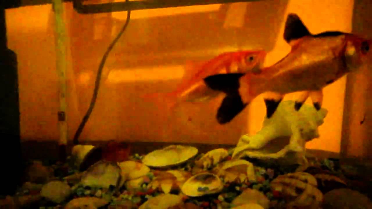 Tobi is a good cat.... ^^ - YouTube