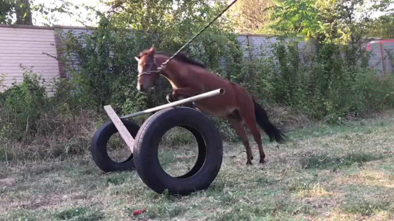 * Miniature Horse Jumping (new record!) || AMHA Equine (champion) Mini ...