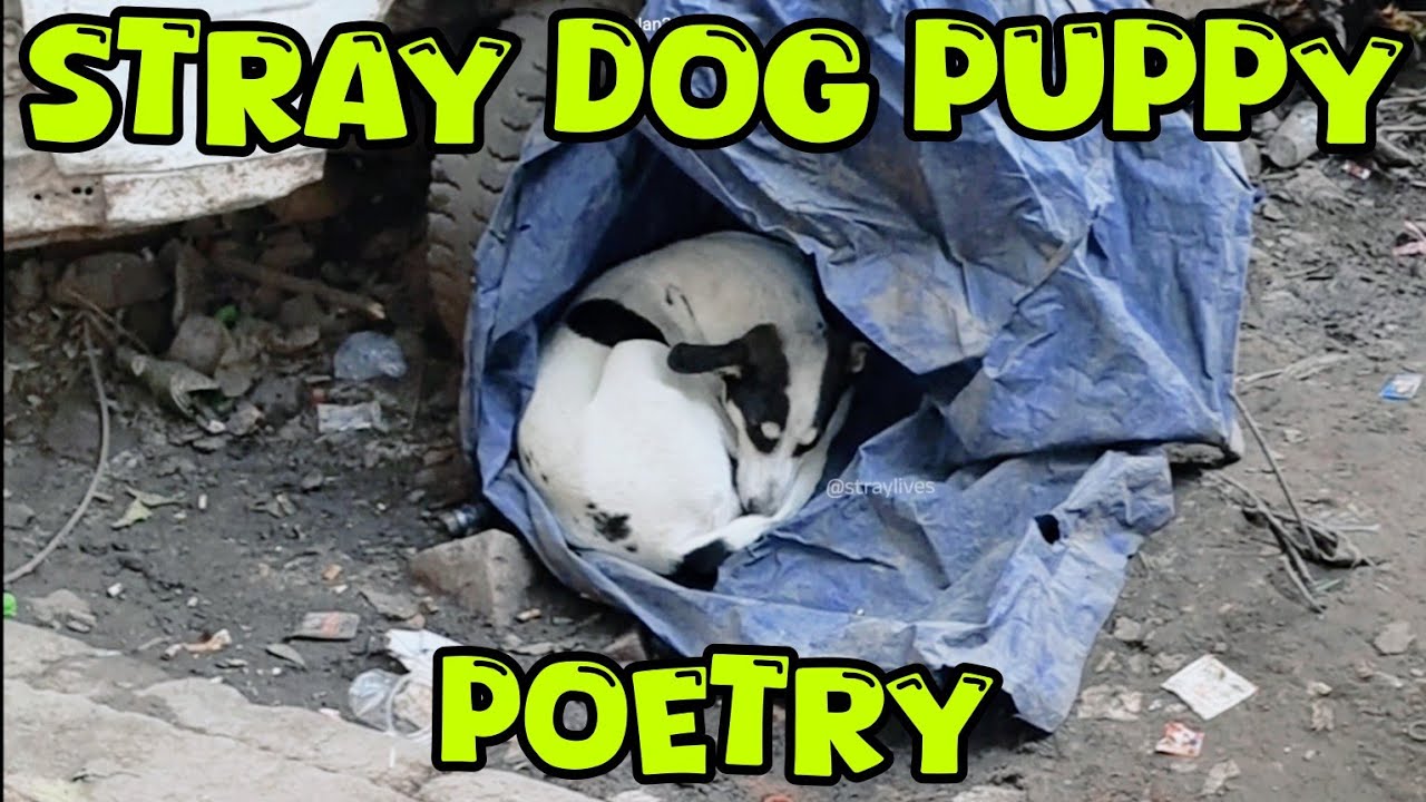 stray dog puppy | dog poem | dog poetry | kutte ki kahani - YouTube