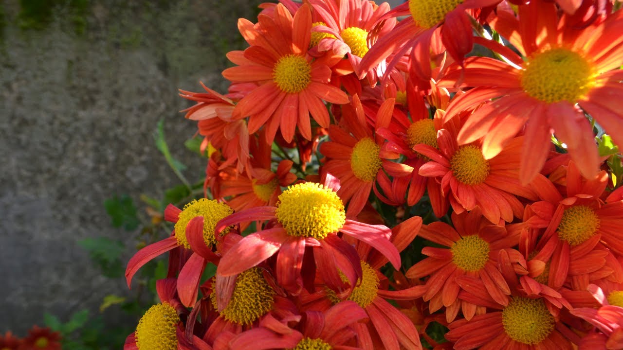 November 2020 Late Autumn Flowers / What´s blooming in Prague / Central ...