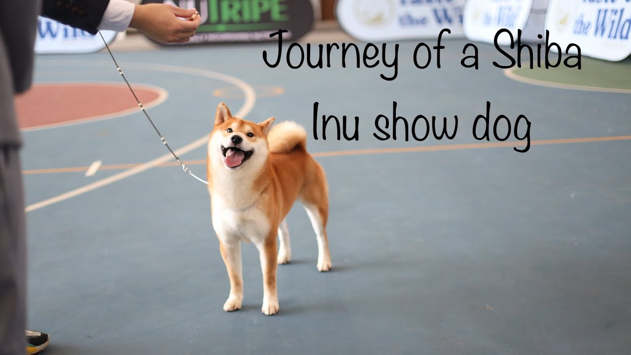 The journey of a Japanese Shiba Inu Show dog in Singapore - YouTube