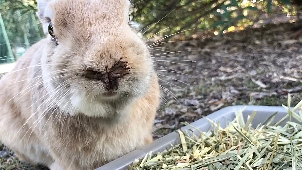 A scarred, tough rabbit - YouTube