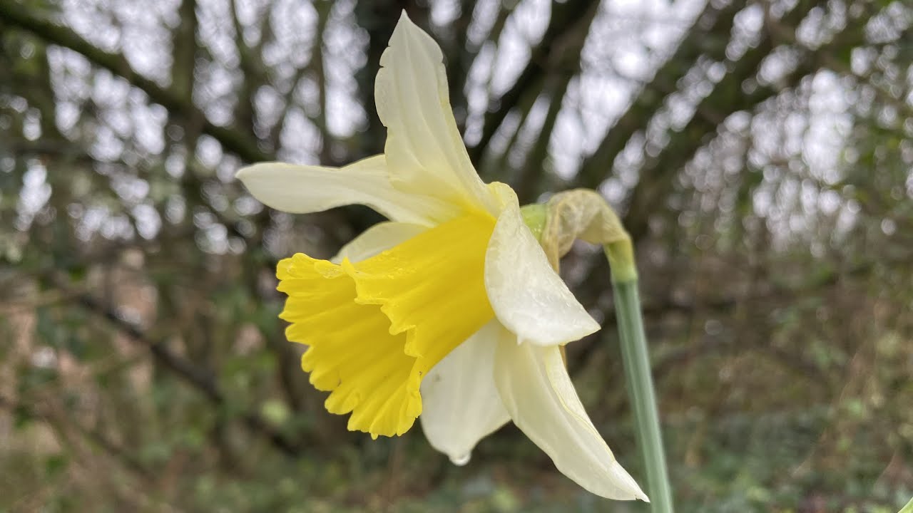 Our earliest flowering Daffodil wishing you Happy New Year! #Daffodils ...