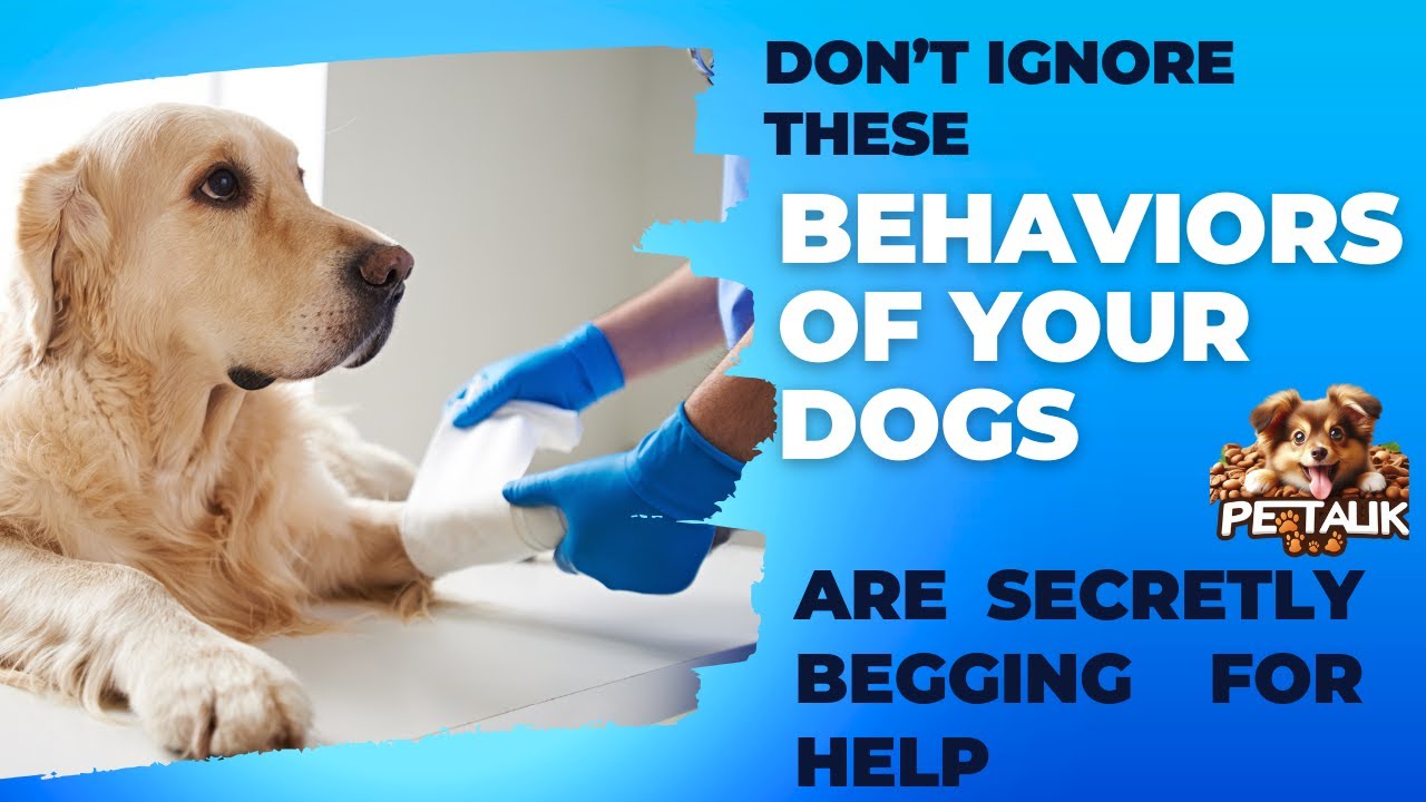 Don't ignore these 7 behaviors of Your Dogs are Secretly Begging for ...