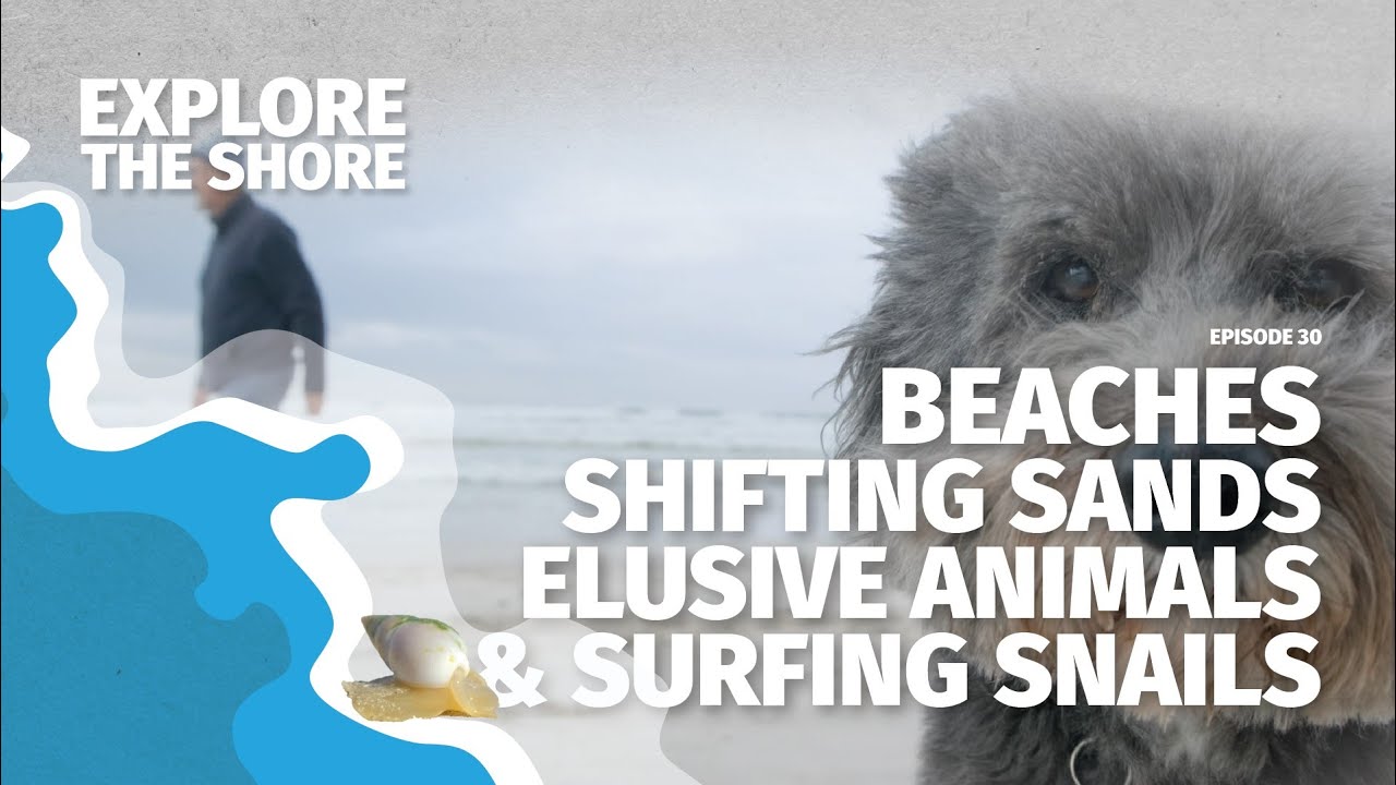 Beaches - shifting sands, elusive animals and surfing snails!?!? - YouTube