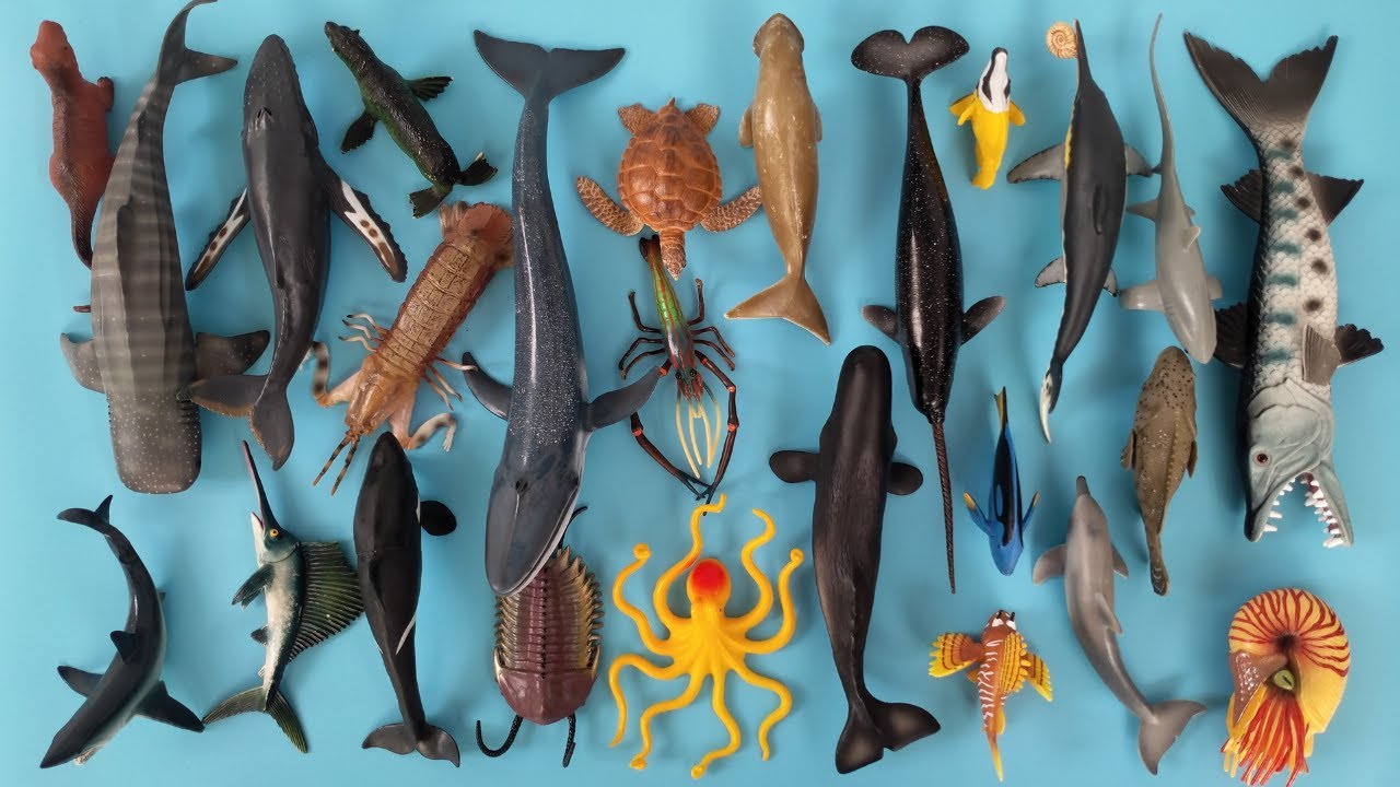 Hewan Laut Ikan Kerapu Barakuda, Layaran, Hiu Mako, Narwhal, Gurita ...