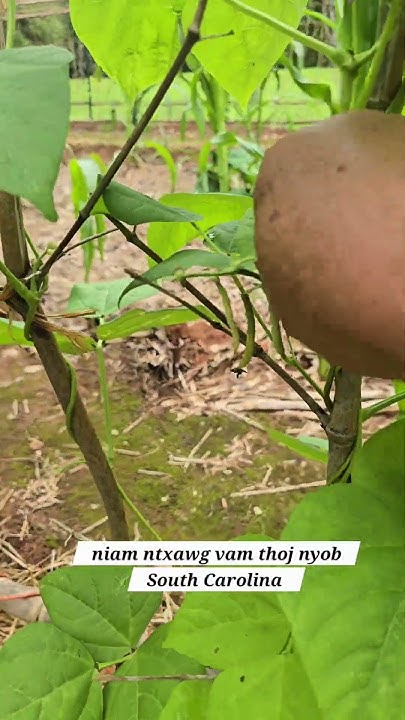 Mus Saib Teb 5/2025 - YouTube