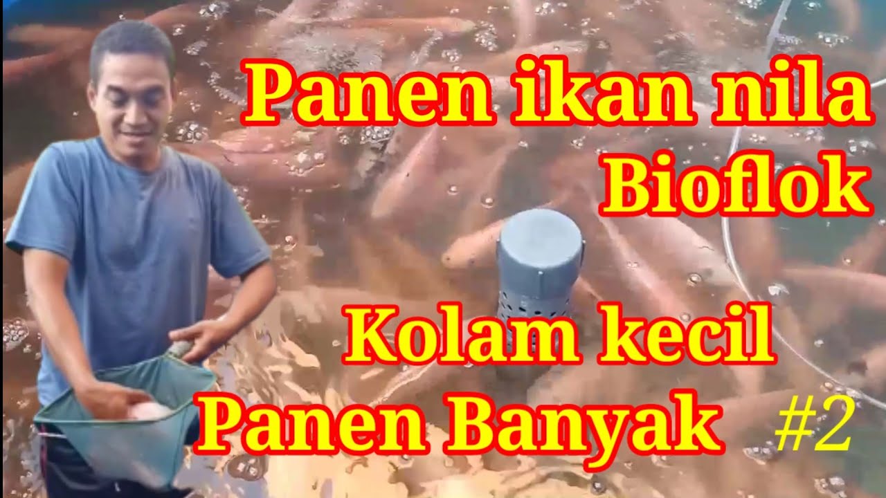 Panen Ikan Nila Merah Kolam Sistem Bioflok - YouTube