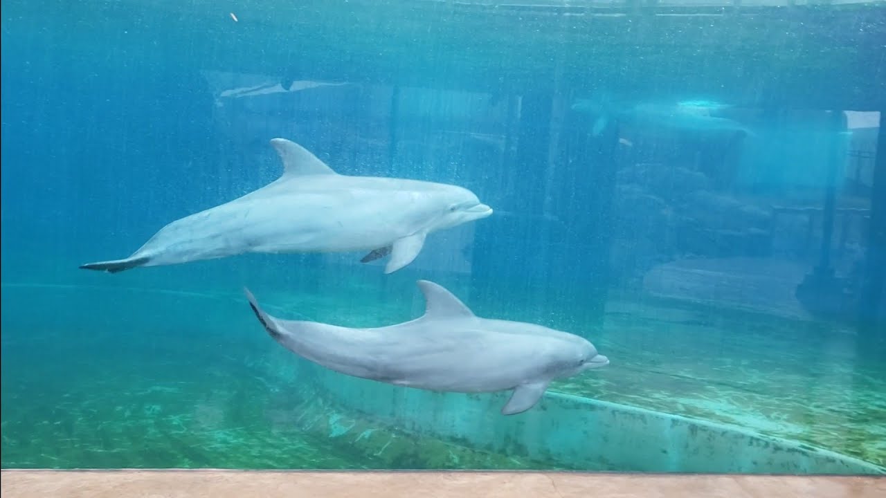 Bottlenose Dolphin Underwater Viewing - Mississippi Aquarium - March 23 ...