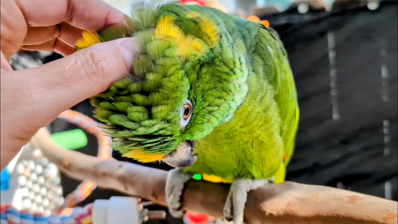 Charlie Murphy the Parrot - scratches, stretching and making noises ...
