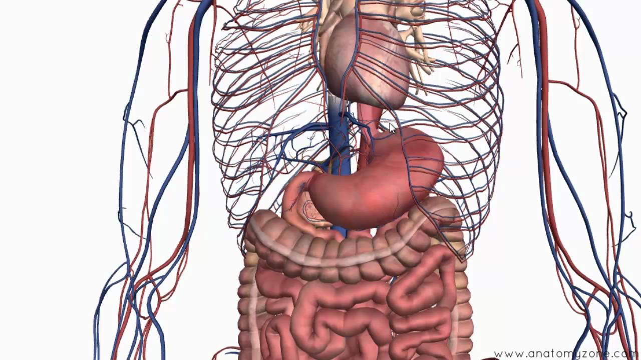Introduction To The Digestive System Part 2 Oesophagus And Stomach Introduction To The Digestive System Part 2 Oesophagus And Stomach