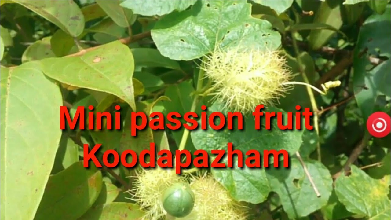 Koodapazham(mini passion fruit) - YouTube