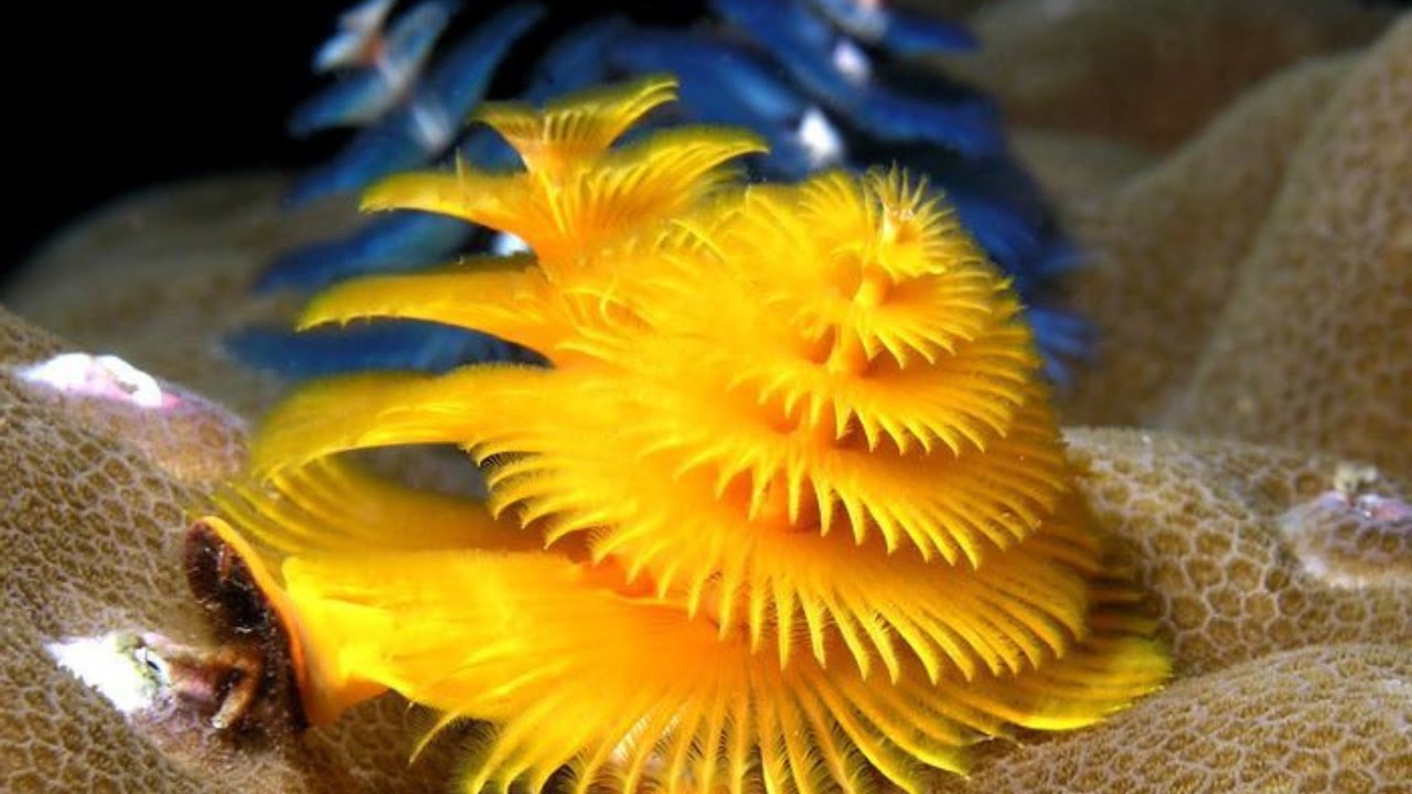 Unveiling the Secrets of the Christmas Tree Worm| Information Revealed ...