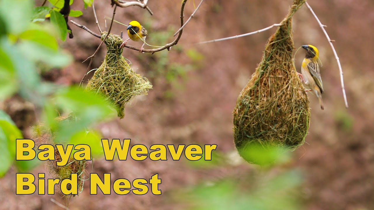 Wild Bird Nests Making Process || Baya Weaver Bird Nest || House Build ...