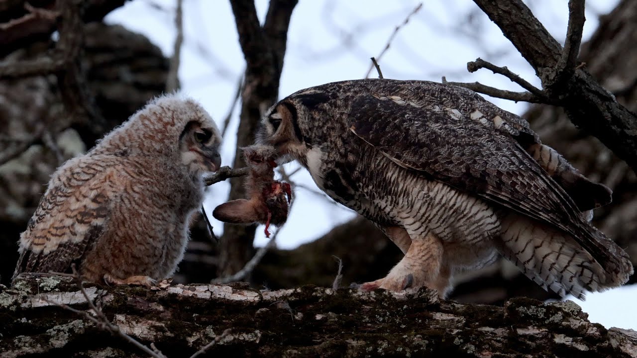 Great Horned Owl Feeding Rabbit Head to her Chick - YouTube