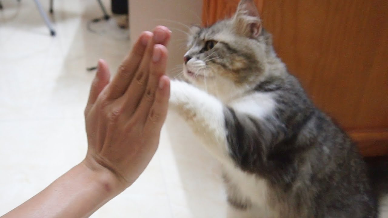 When I Teach My Cats How To High Five - YouTube