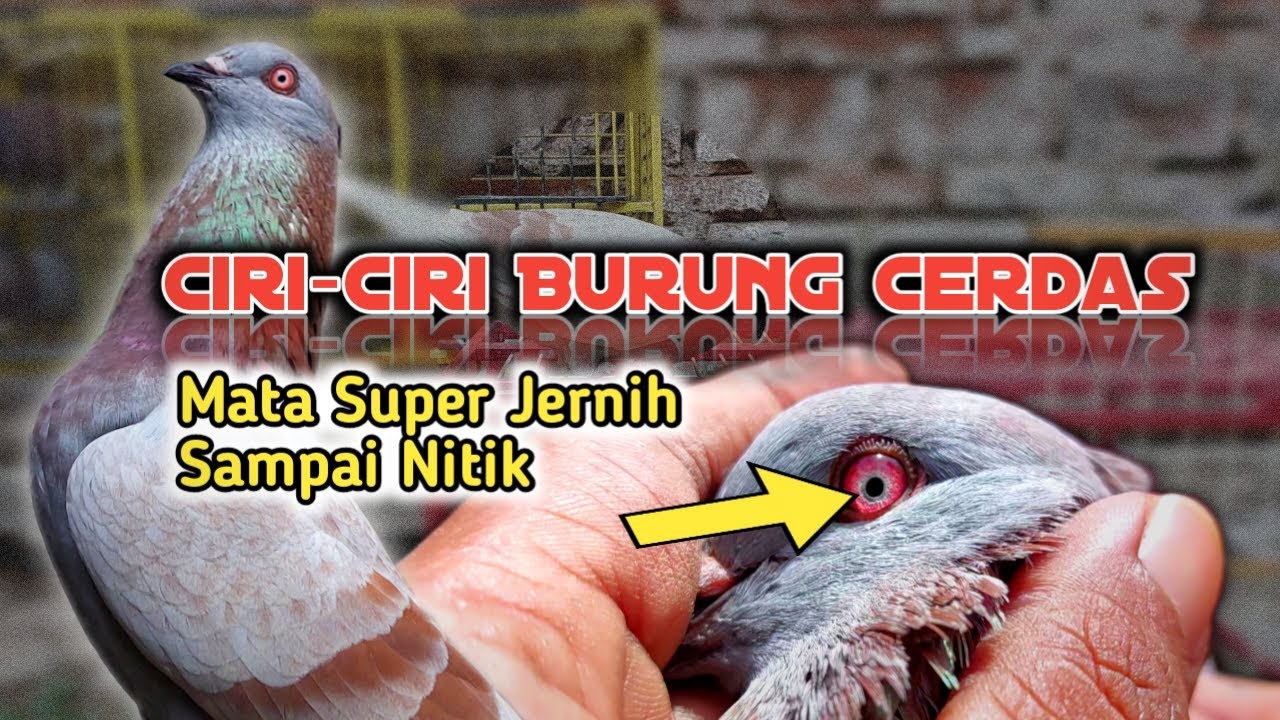 Ciri - Ciri Mata Merpati Yang Bagus - YouTube