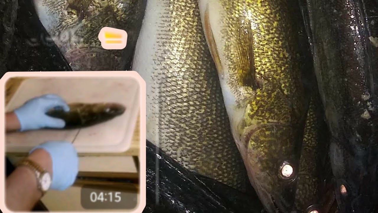 HOW TO CUT THE FISH - YouTube