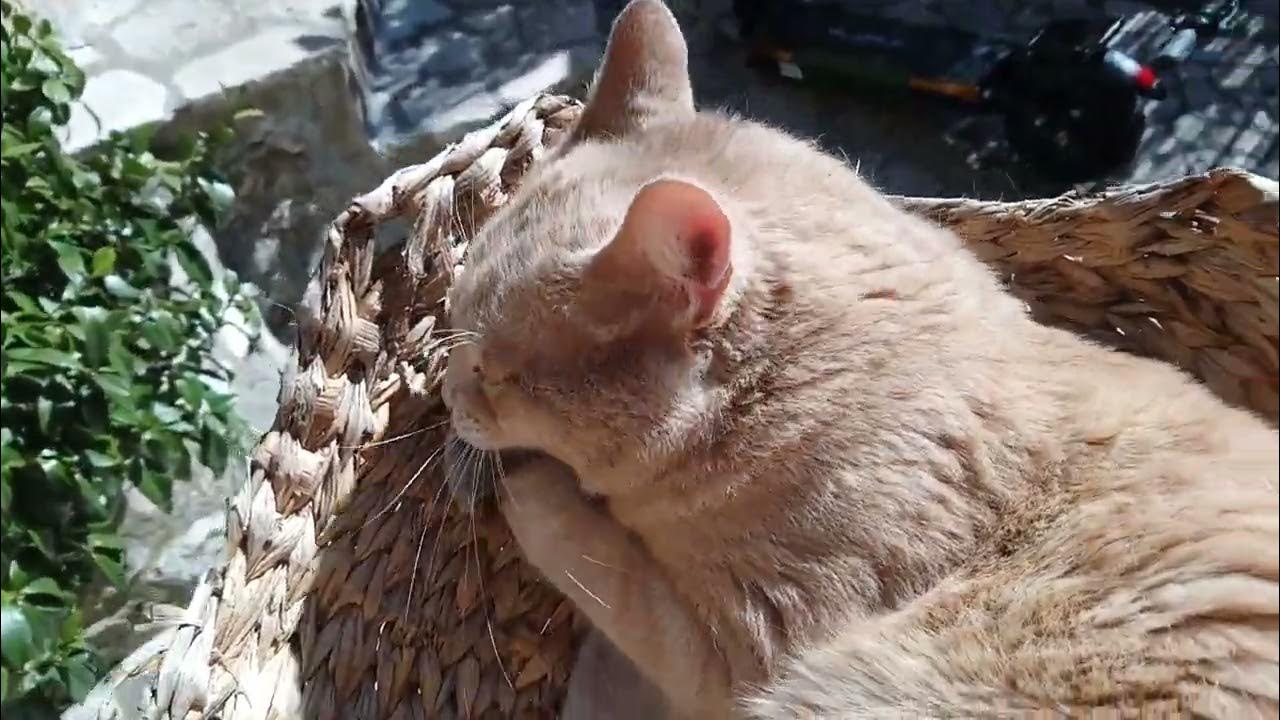Cat enjoying catnip - YouTube