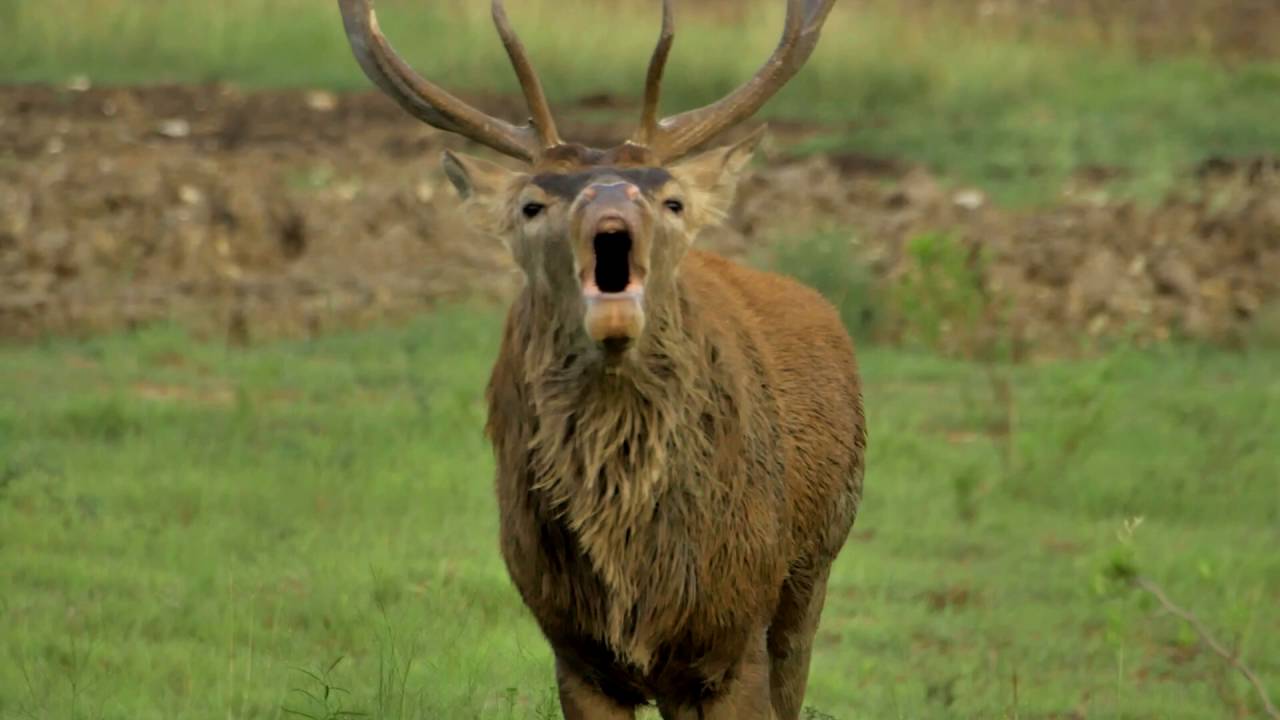 Wapiti, elk, ciervo canadiense berreando... - YouTube