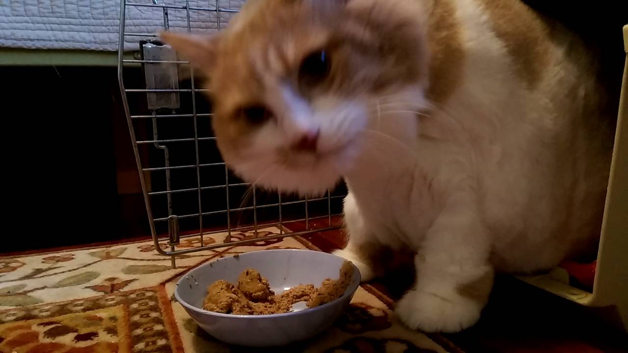 Maxwell Eating Very Noisily YouTube maxwell-eating-very-noisily-youtube