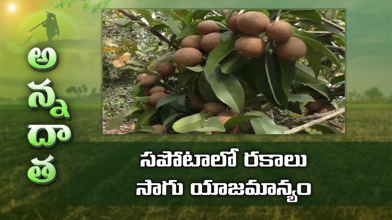 Sapota Varieties & Management Tips - YouTube