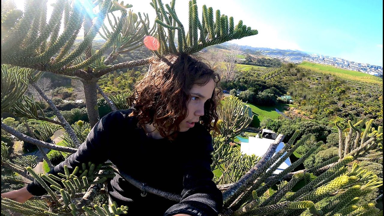 Casual Tree Climb - YouTube