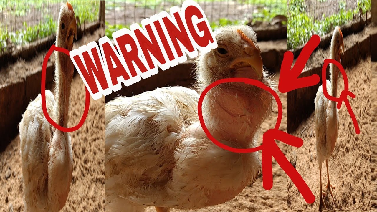 Amazing chicken.....Hybrid... - YouTube