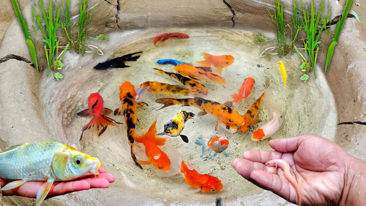 Serok ikan hias, ikan warna warni, ikan glowfish, ikan mas koki, ikan ...