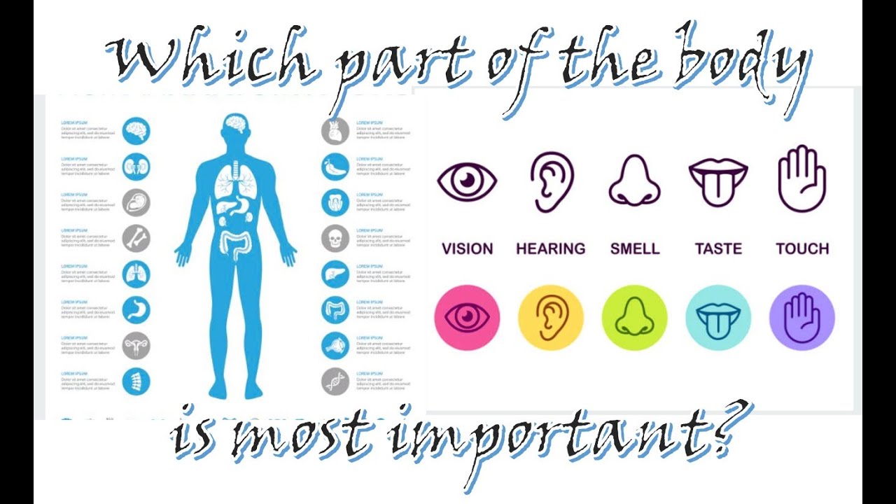 Which body part is most important? - YouTube
