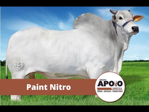 Touro Paint Nitro - Raça Nelore - YouTube