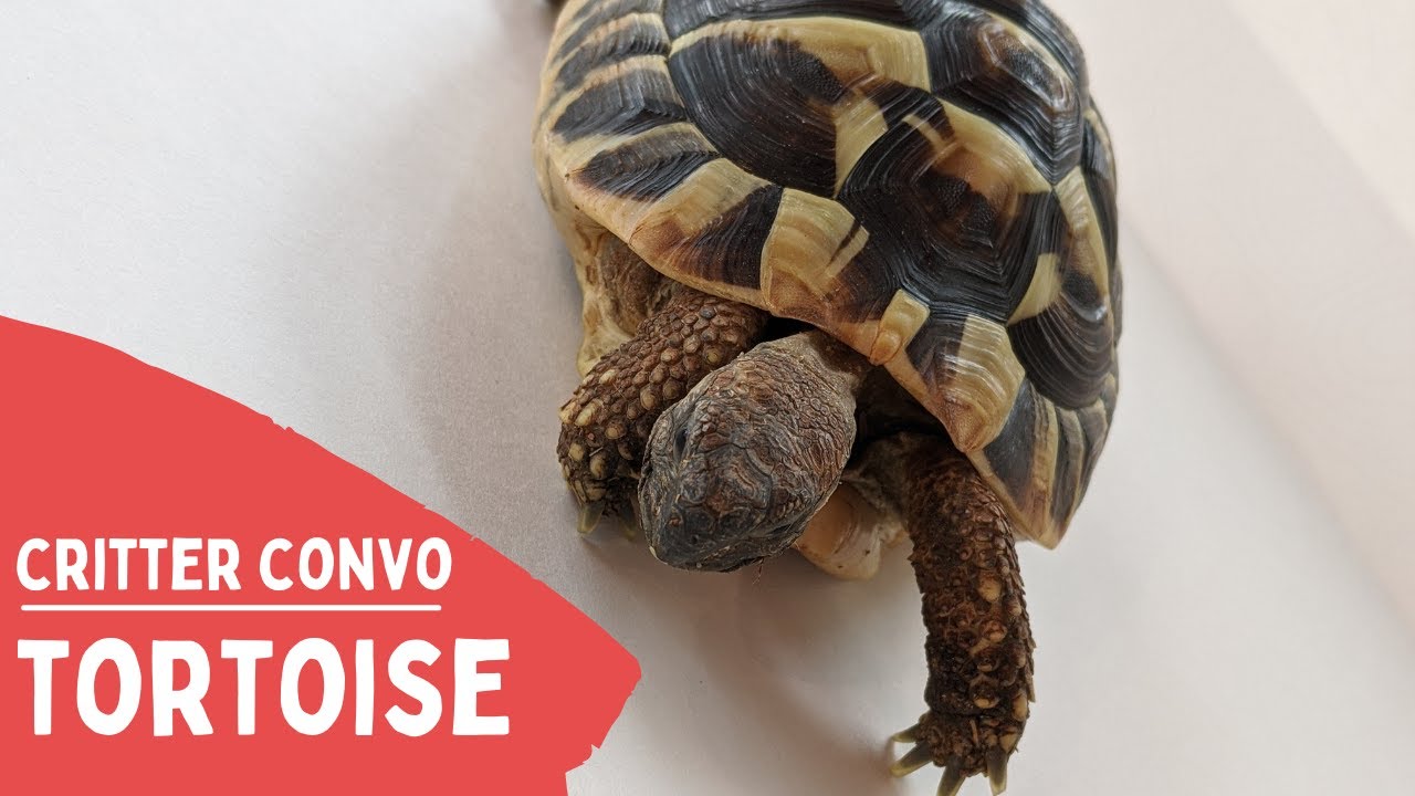 Critter Convo - Hermann's Tortoise Bath time (Tom) - YouTube