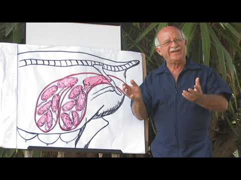 Tip 37      Problemas al parto, parte  4