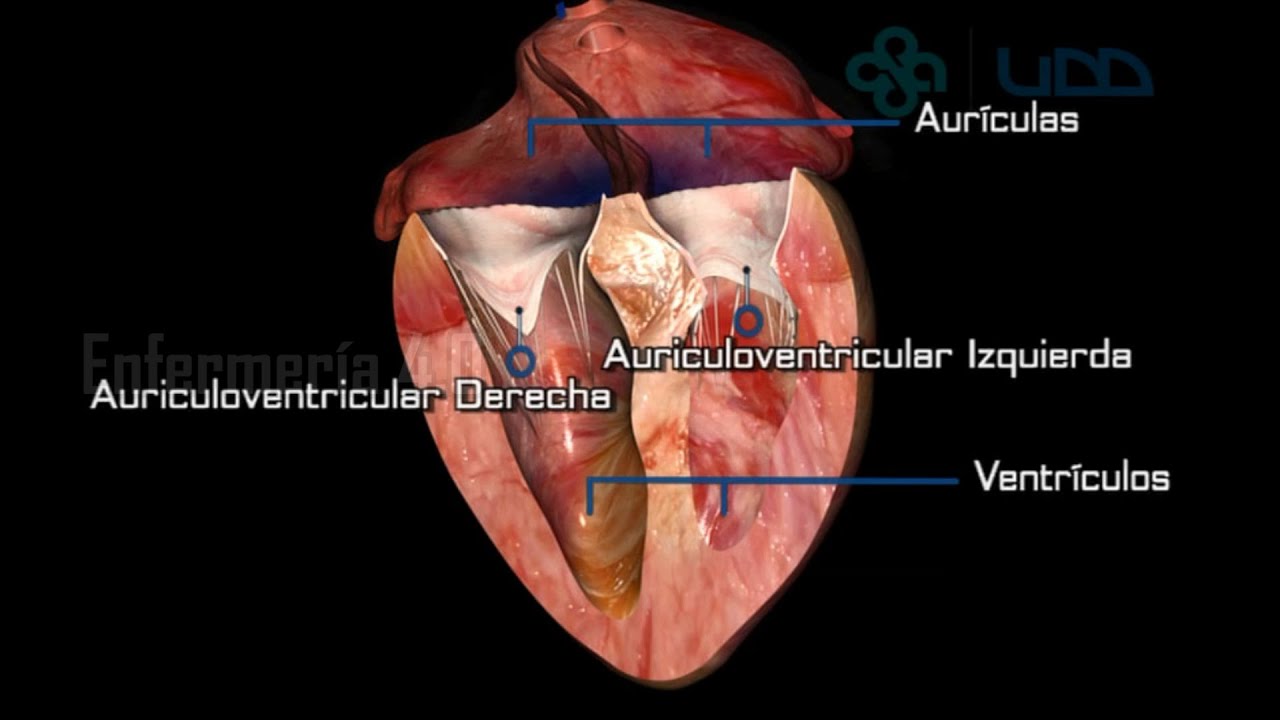Anatomía Del Tabique Interauricular Comunicación Interauricular