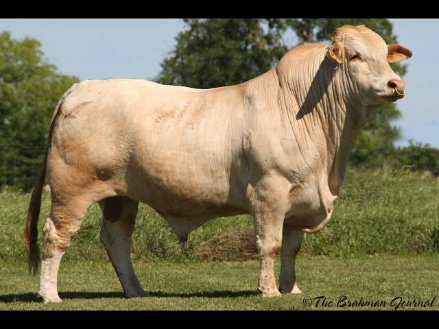Charbray Cattle