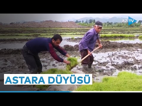 Ətri, dadı və bərəkəti ilə seçilən Astara düyüsü - REPORTAJ