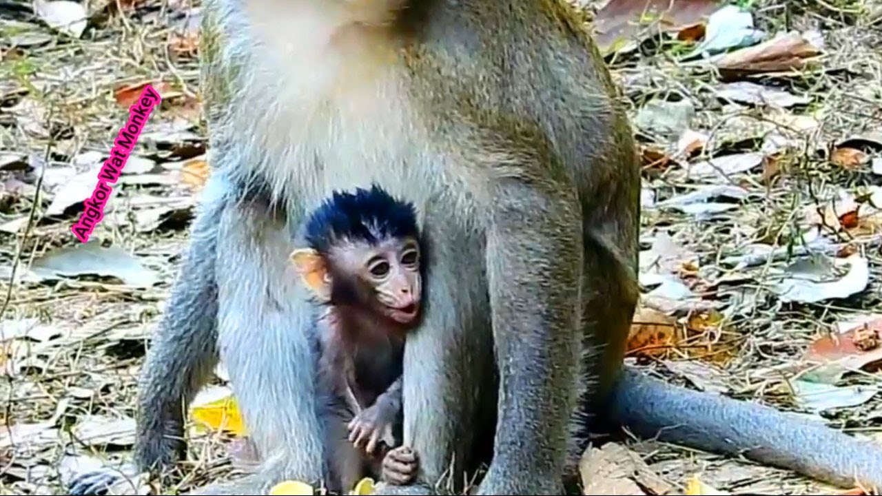 So pitiful skinny baby monkey Anissa crying loudly - YouTube