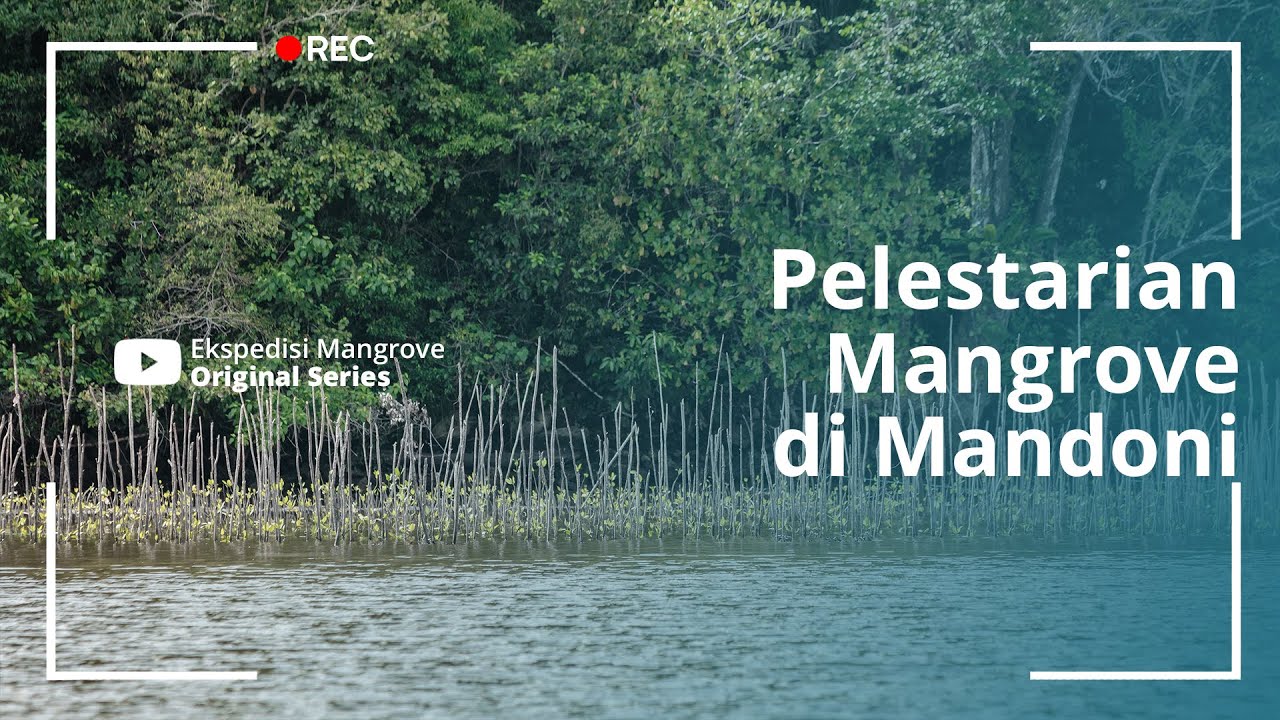 Pelestarian Mangrove di Mandoni - YouTube