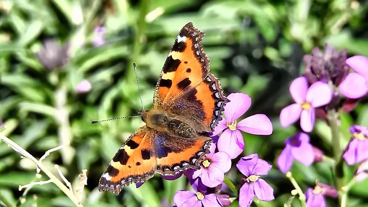 September Butterflies - YouTube
