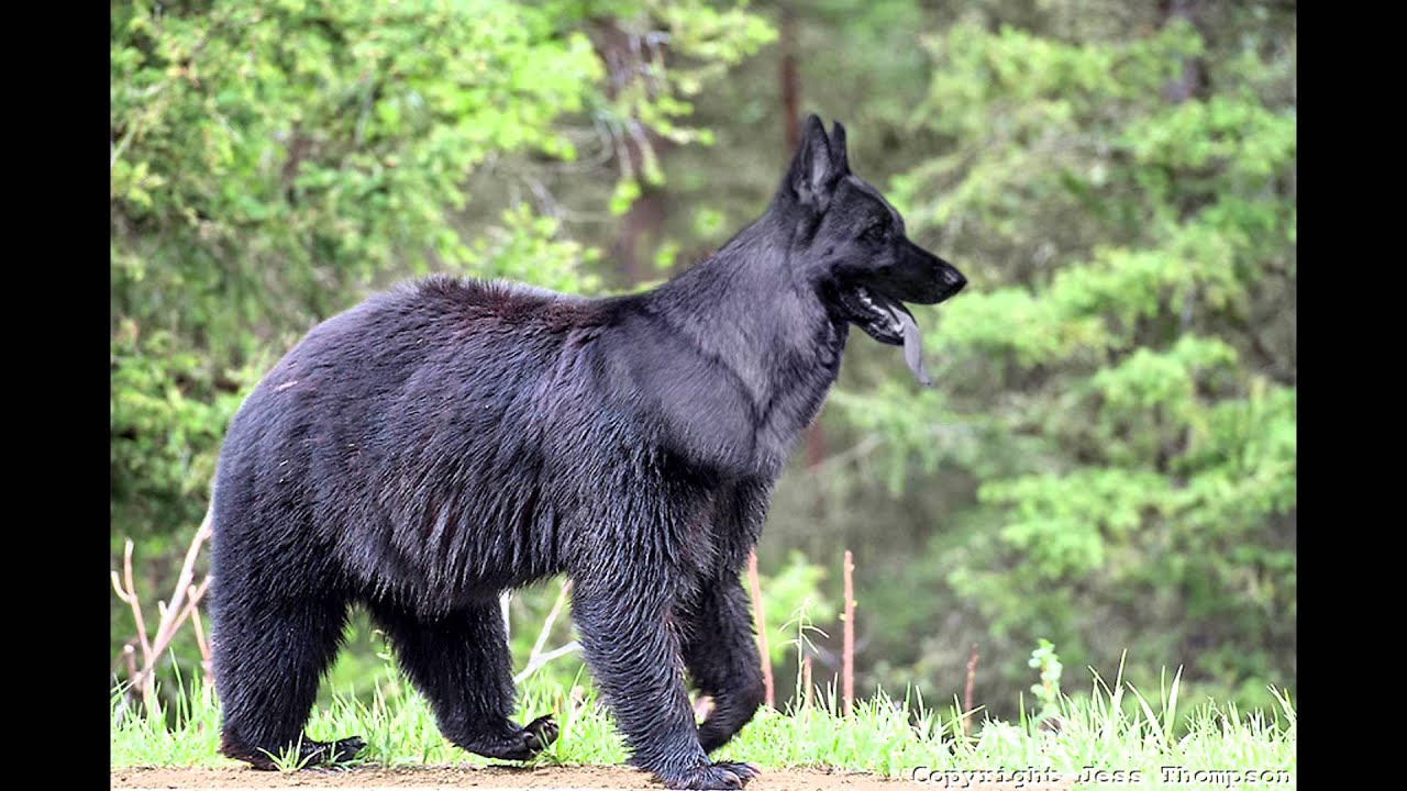 Animal Morphs - YouTube