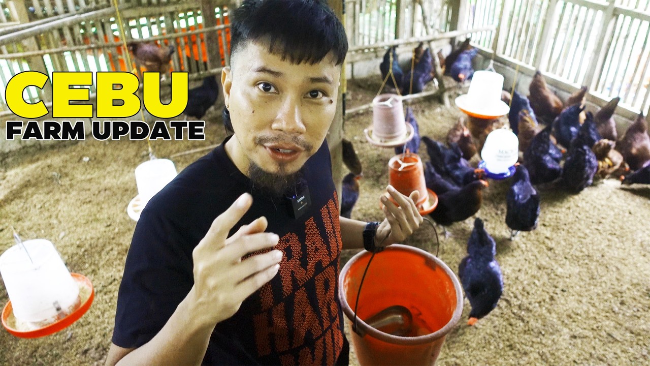 CEBU SMALL FARM UPDATE CHICKEN FEEDING COLLECTING EGGS | SALE RHODE ...