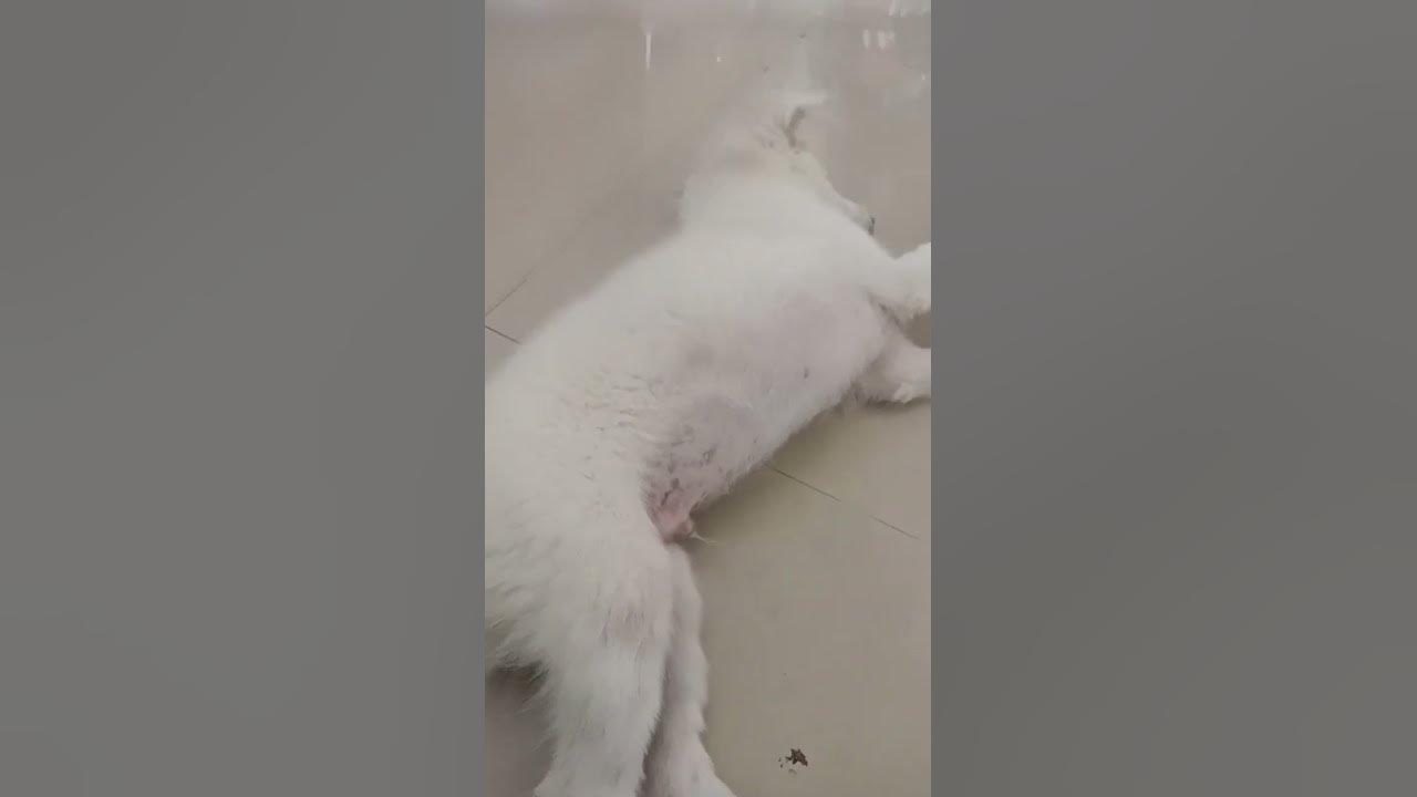 Dangerous Puppy YouTube dangerous-puppy-youtube