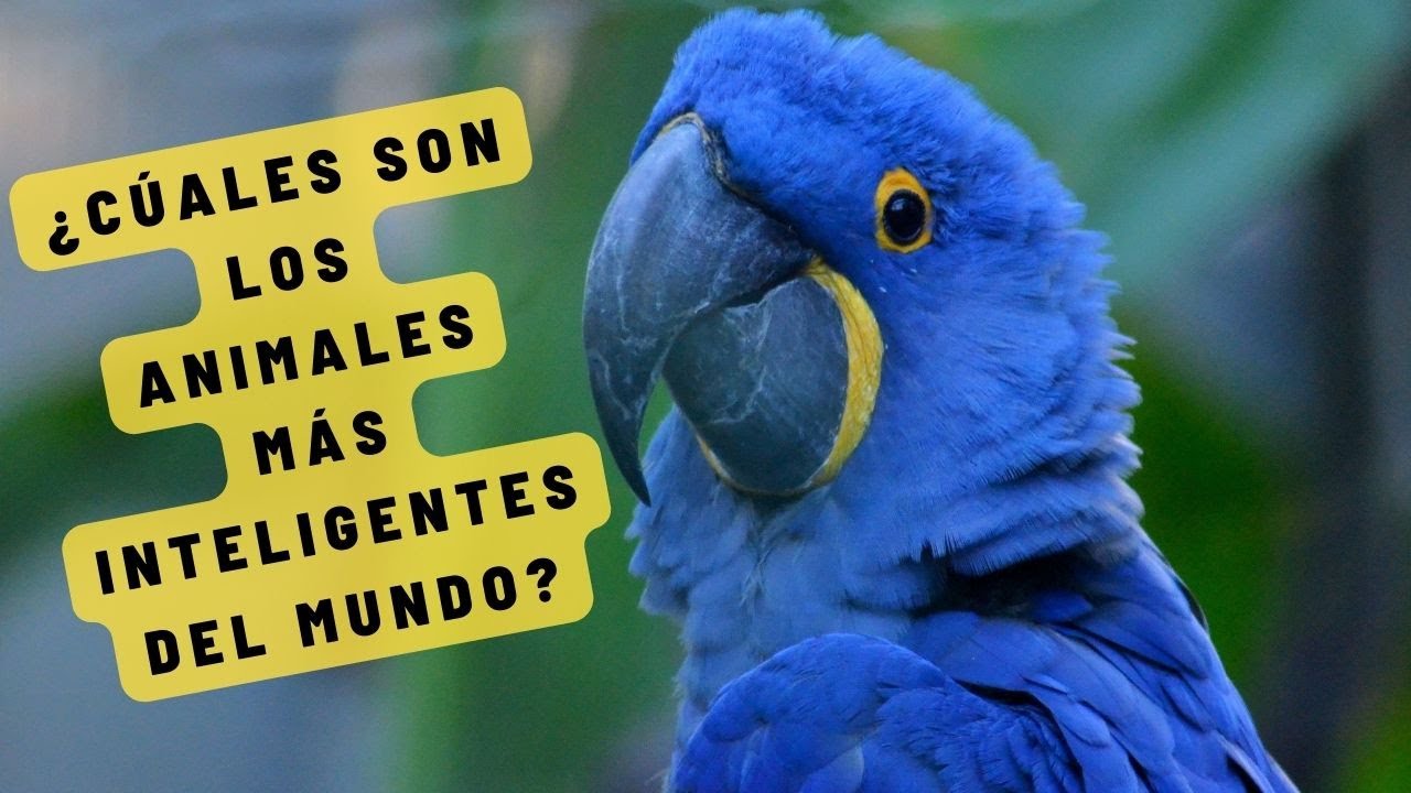 La lista definitiva de los 10 animales más inteligentes del mundo - YouTube