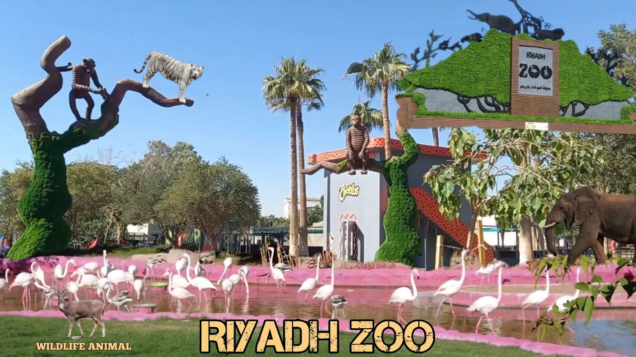 Melihat Semua Jenis Satwa Di Riyadh Zoo || Riyadh Season 2023 - YouTube