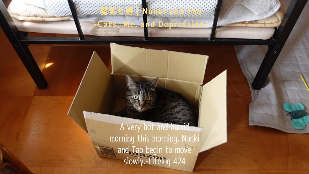 A very hot and humid morning this morning. Nonki and Tao begin to move ...