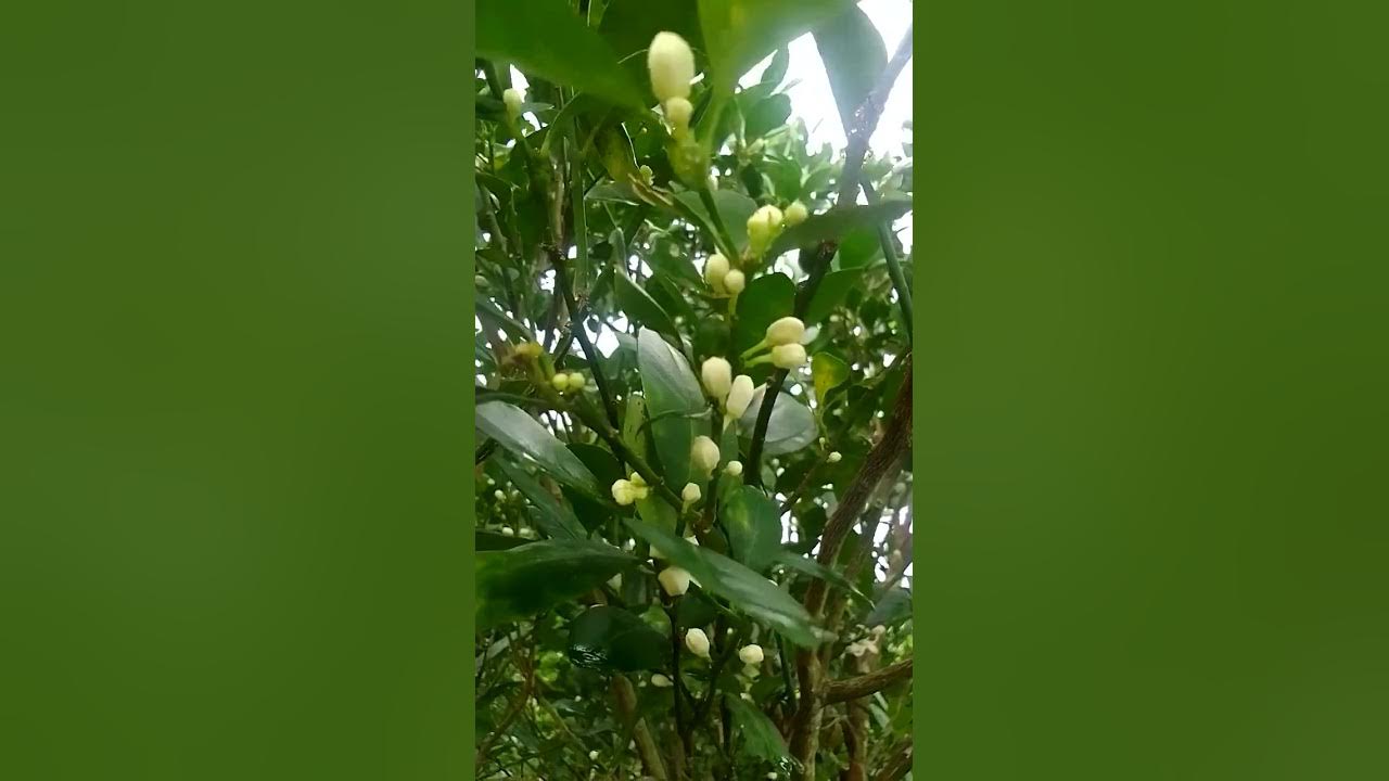 Ang kapal Ng bulaklak Ng kalamansi. - YouTube