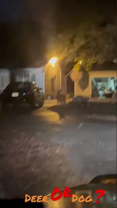 “CUJO” official trailer 2023 - YouTube