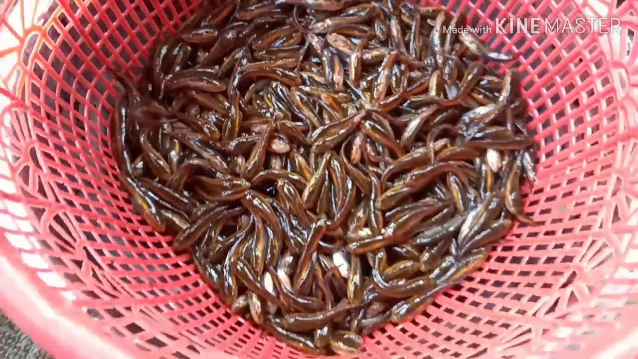 panen anak ikan gabus banyak sekali..masih merah anak ikan gabusnya ...