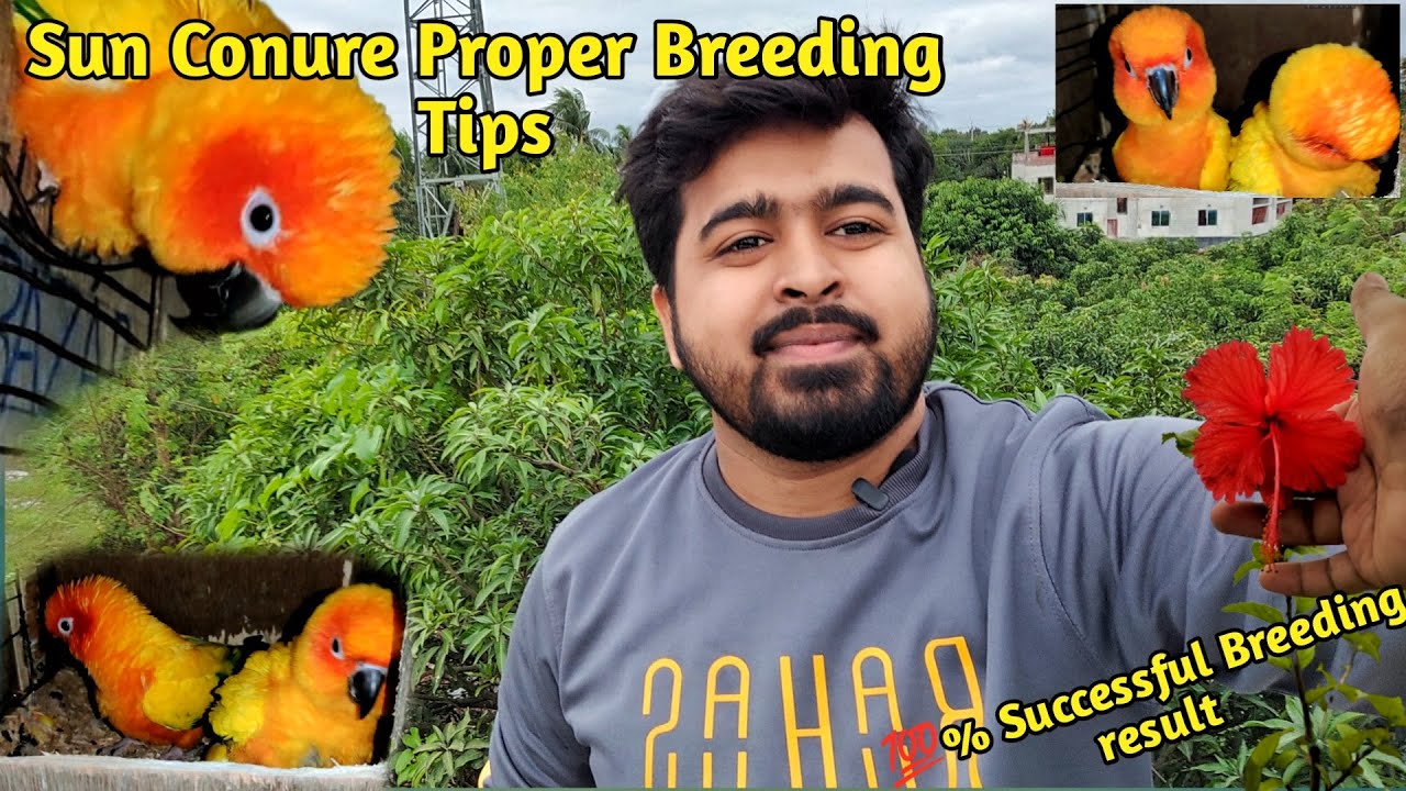 Unbelievale Sun Conure Breeding progress/Best Sun Conure Breeding Tips ...