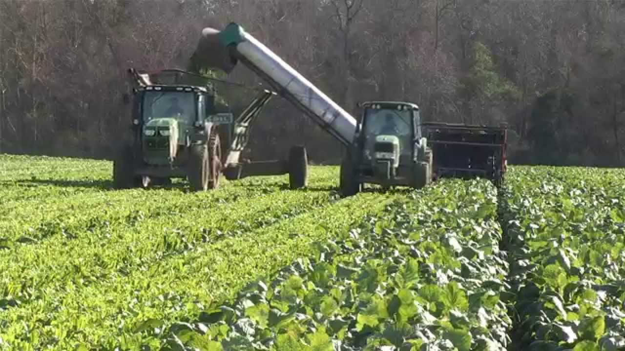 McCall Farms - History - YouTube